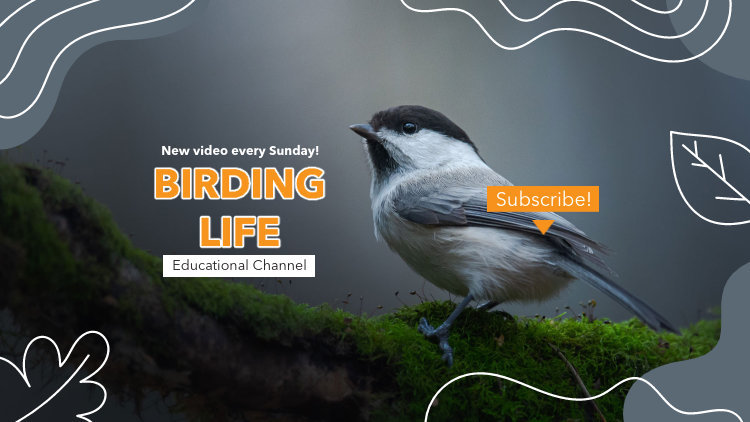 Placeit - YouTube Banner Generator for a Birdwatching Educational Channel