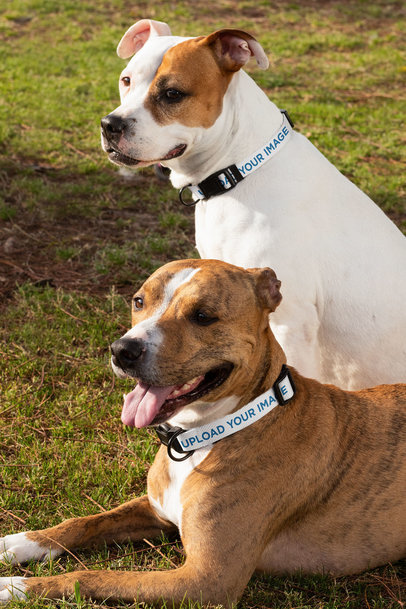Placeit - Dog Collar Mockup Featuring Two Dogs Posing Next to Each Other